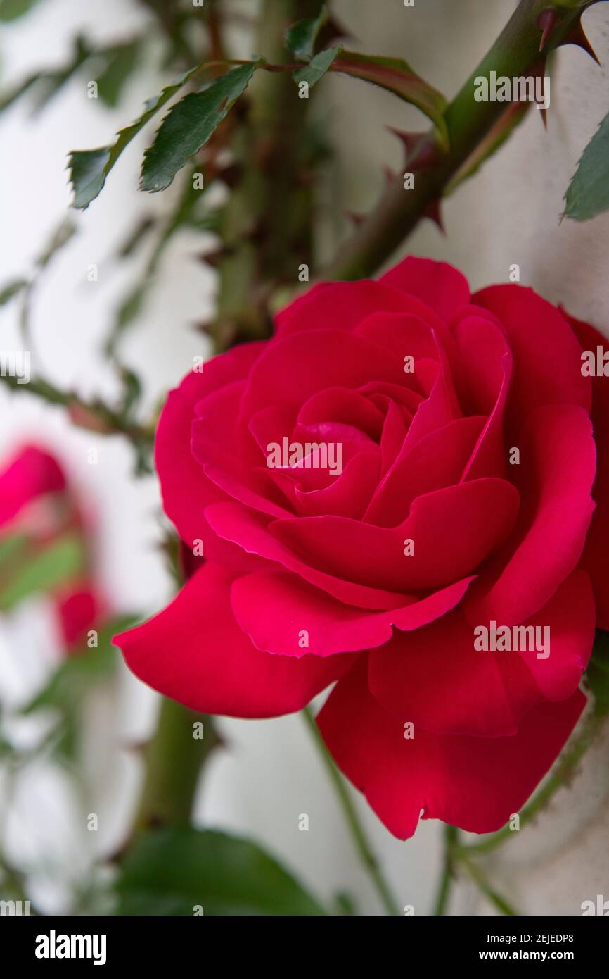 Red Rose in a garden with a natural background Stock Photo - Alamy