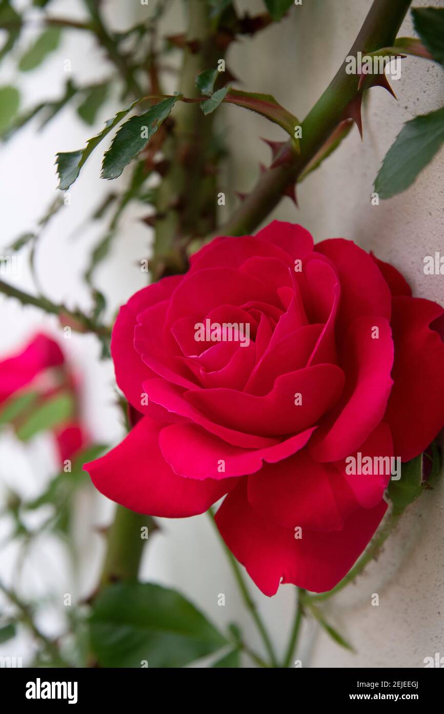 Red Rose in a garden with a natural background Stock Photo - Alamy