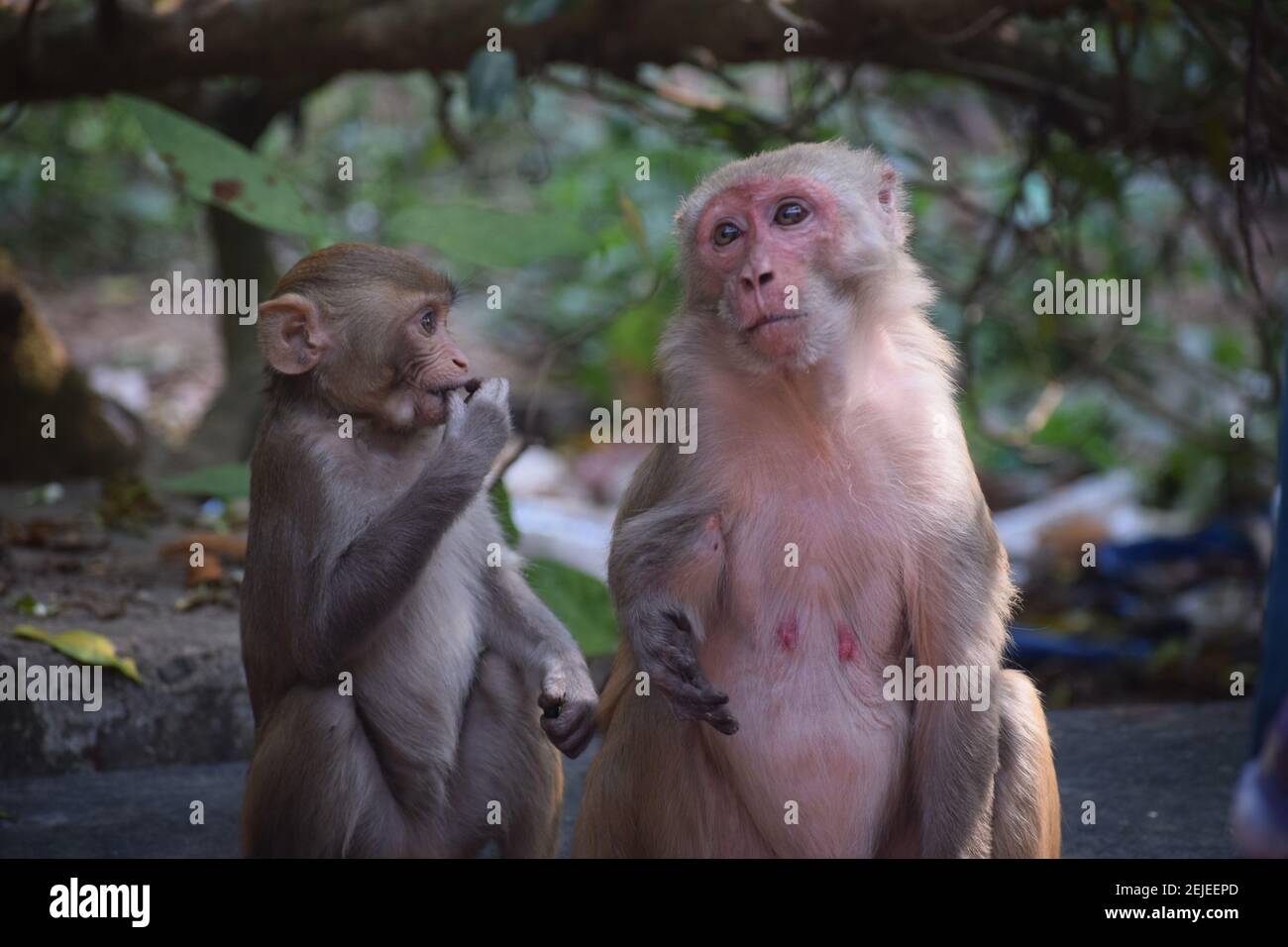 monkey feeding from hands of people Stock Photo - Alamy