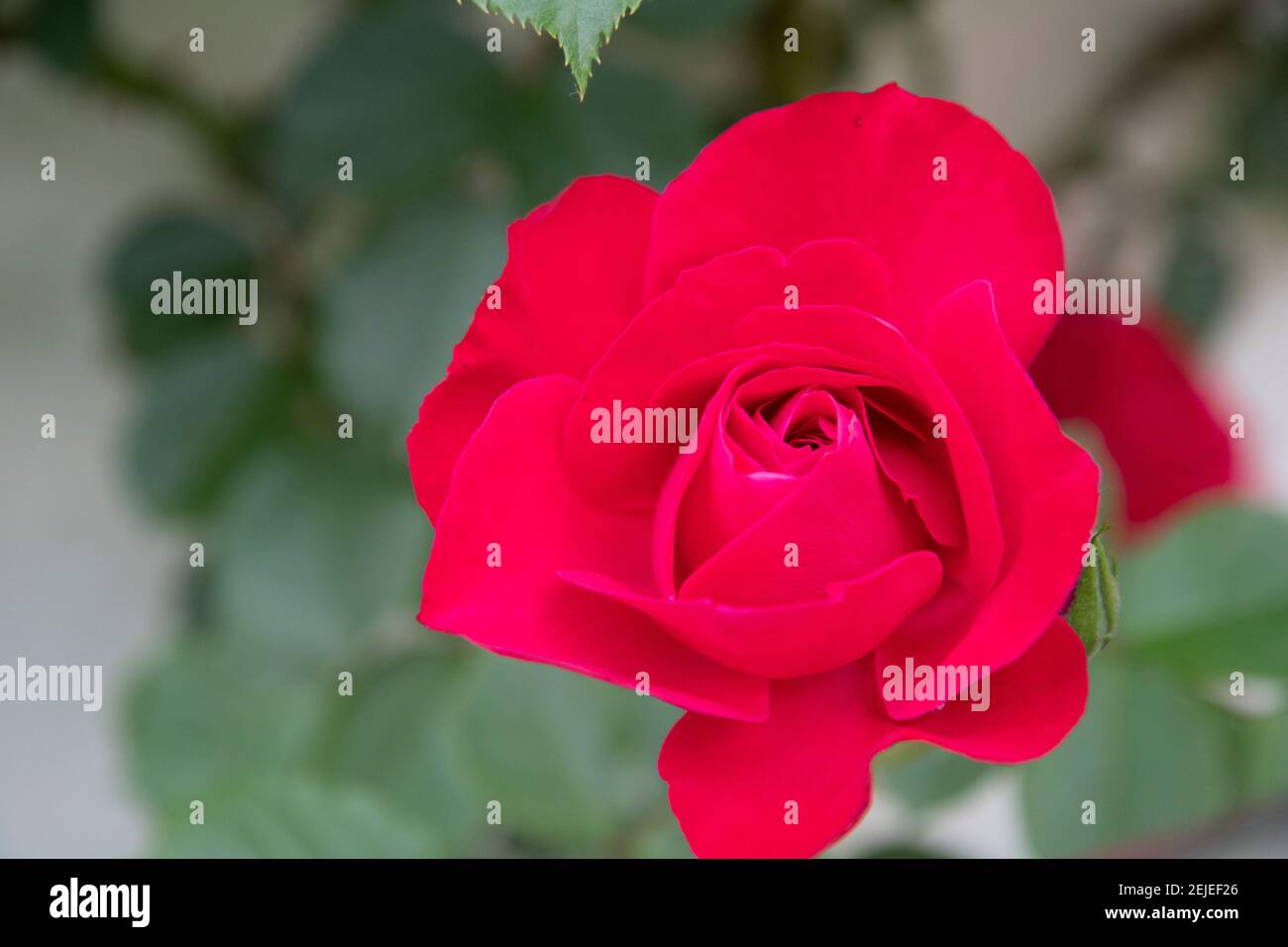 Red Rose in a garden with a natural background Stock Photo - Alamy