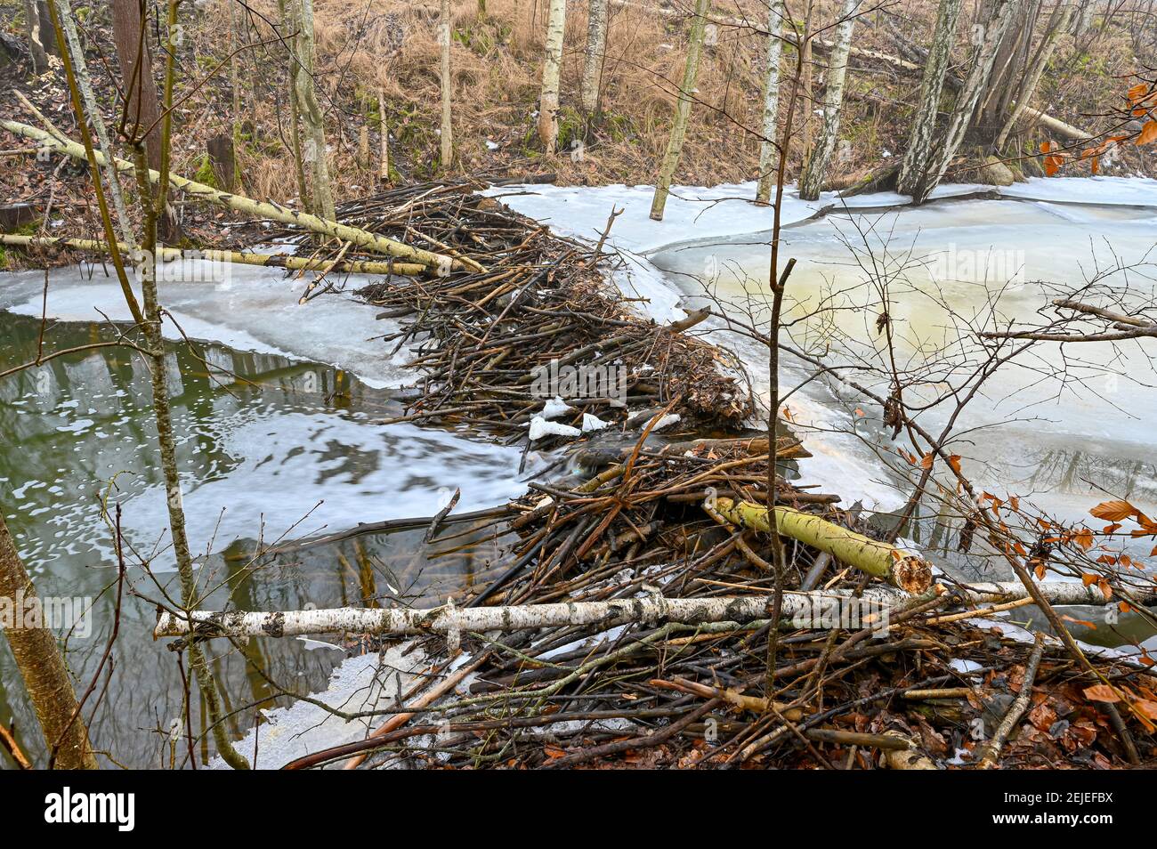 woodland with signs of beaver and stream Stock Photo - Alamy