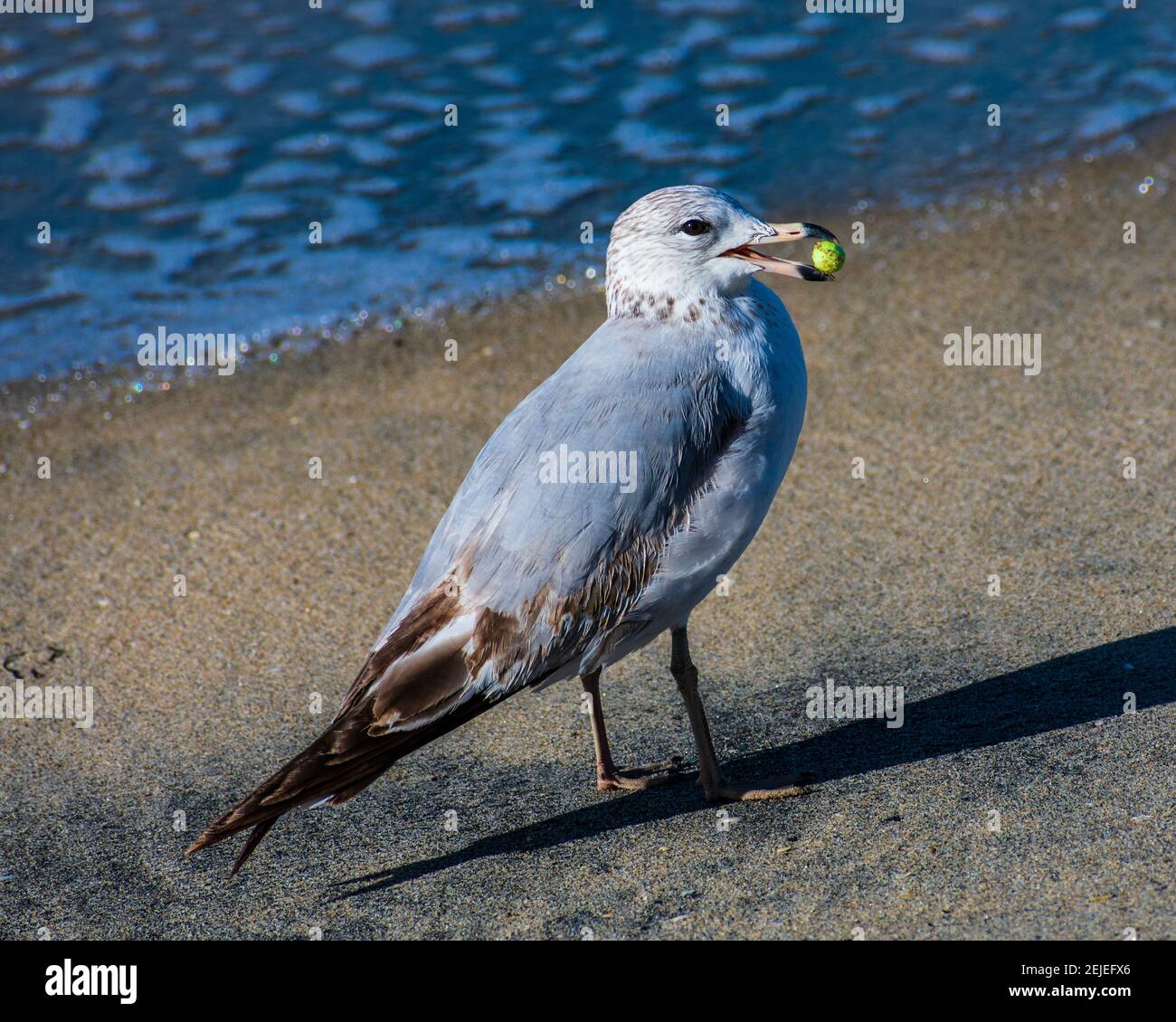 Closeup of a seagull with food on its beak on the seashore Stock Photo ...