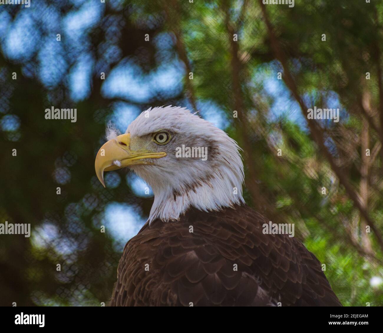 White headed eagle hi-res stock photography and images - Alamy