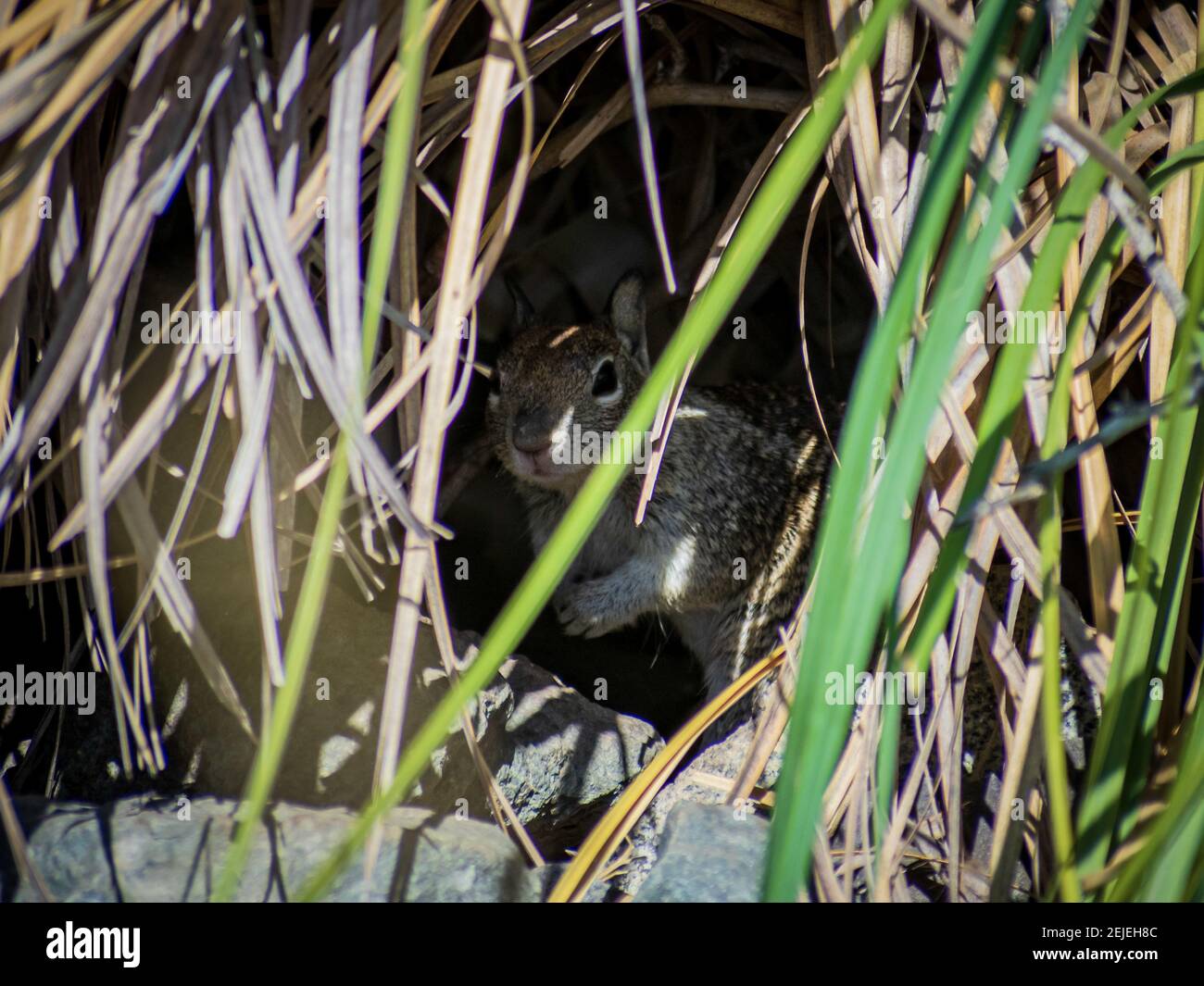 Burrow grass hi-res stock photography and images - Alamy
