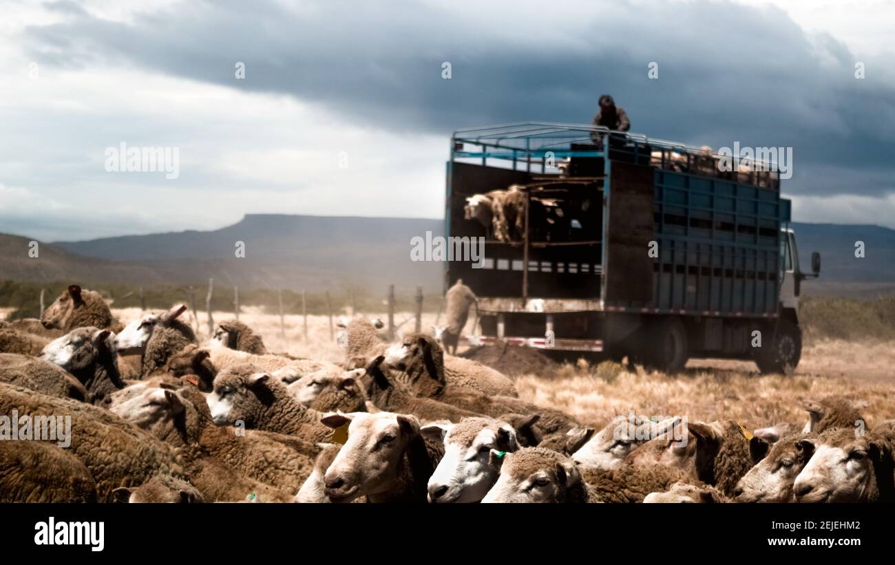 Shepherd releasing the sheep into the wild Stock Photo - Alamy