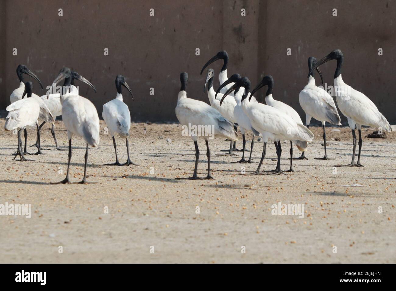 Flock of black-headed ibis birds under the sunli Stock Photo - Alamy