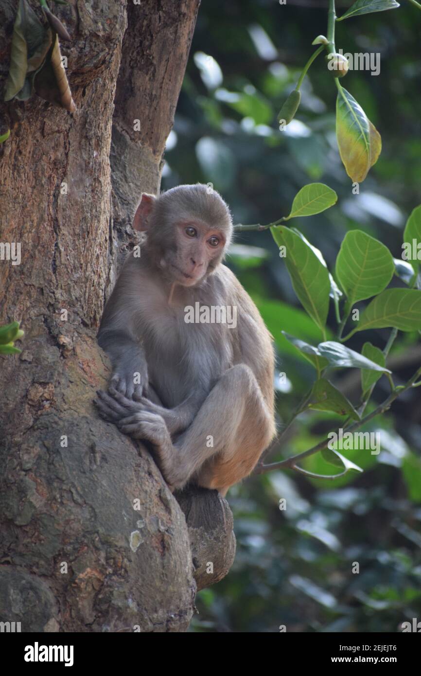 Cute monkey baby on tree Stock Photo - Alamy