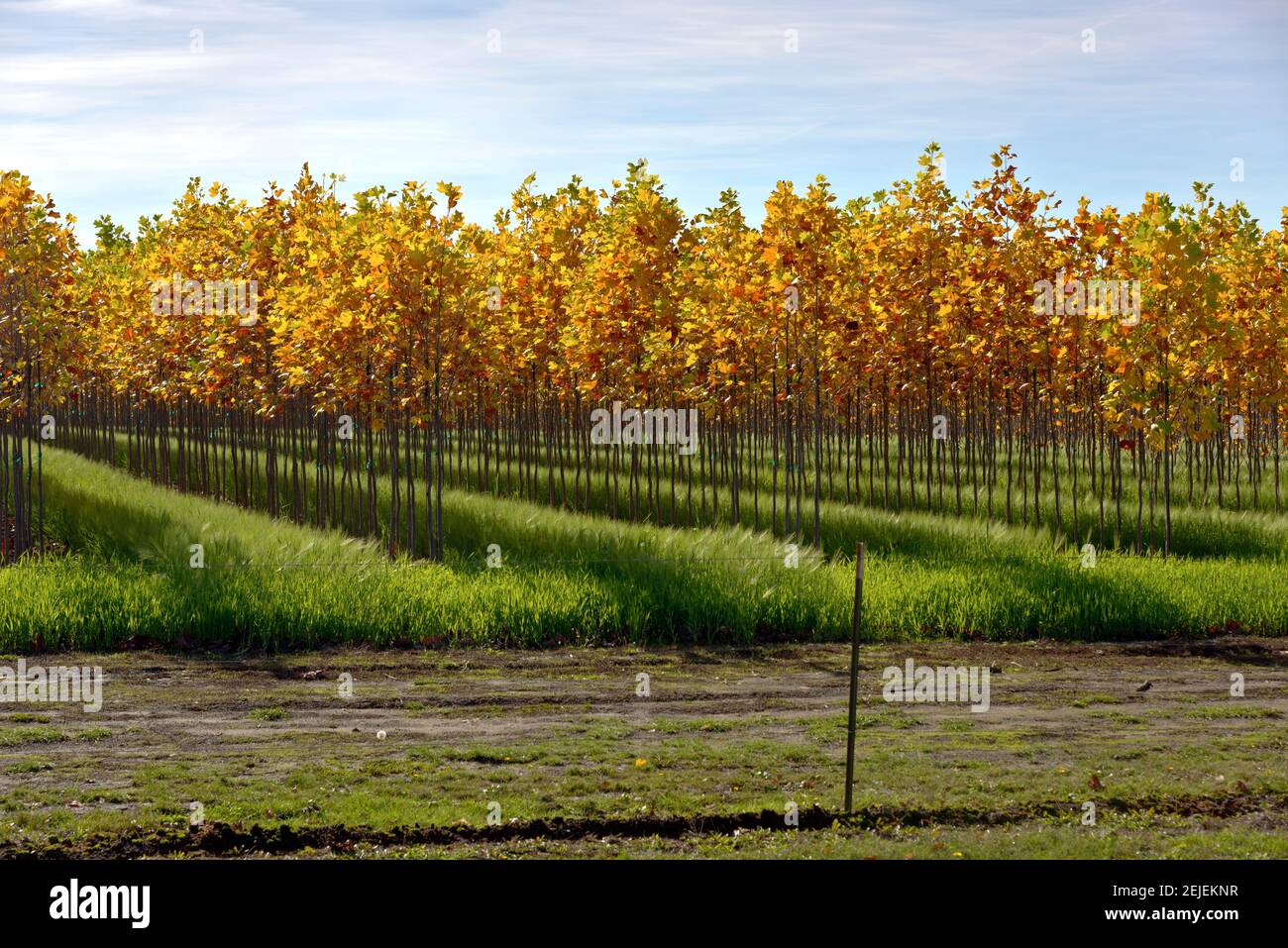 Tree of tranquility hi-res stock photography and images - Alamy