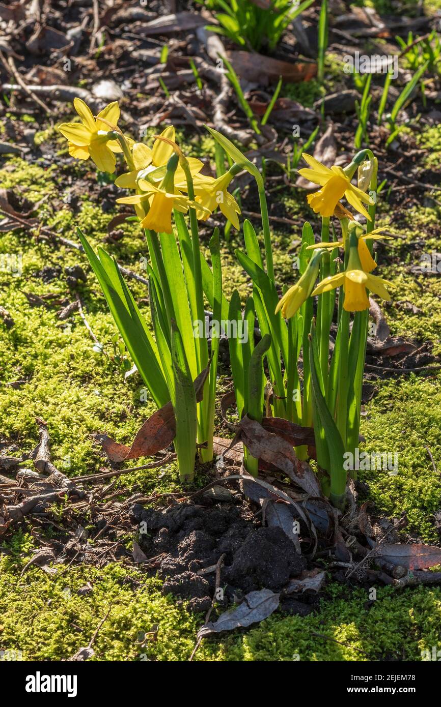 Miniature daffodils hi-res stock photography and images - Alamy