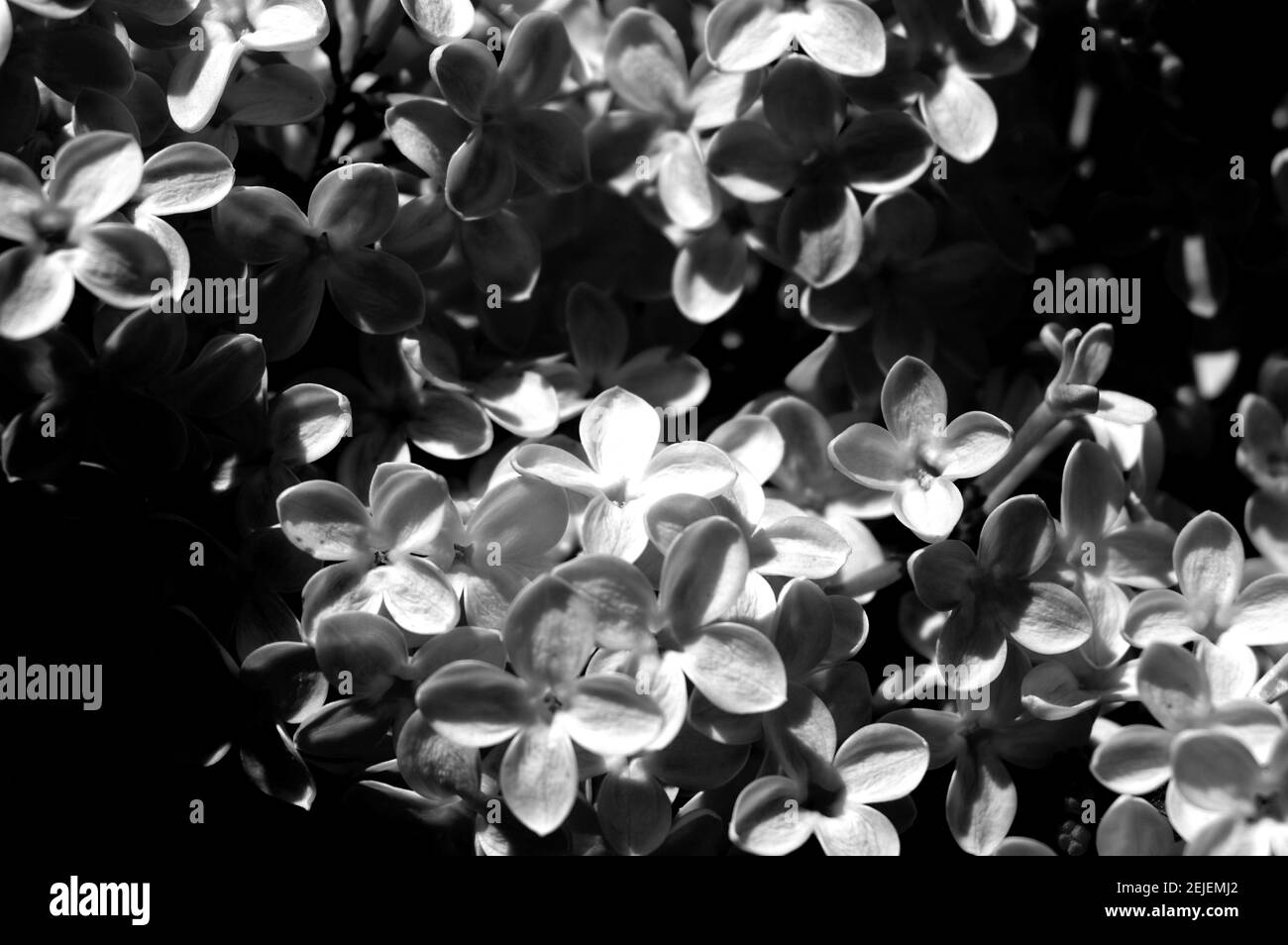 Spring blossoming green background Black and White Stock Photos ...