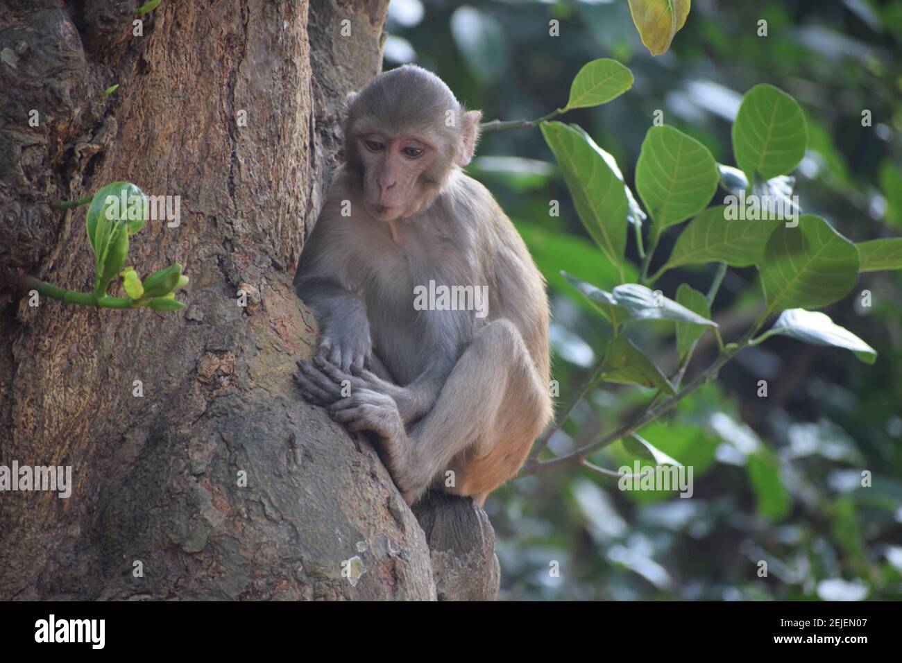 Baby on tree hi-res stock photography and images - Alamy