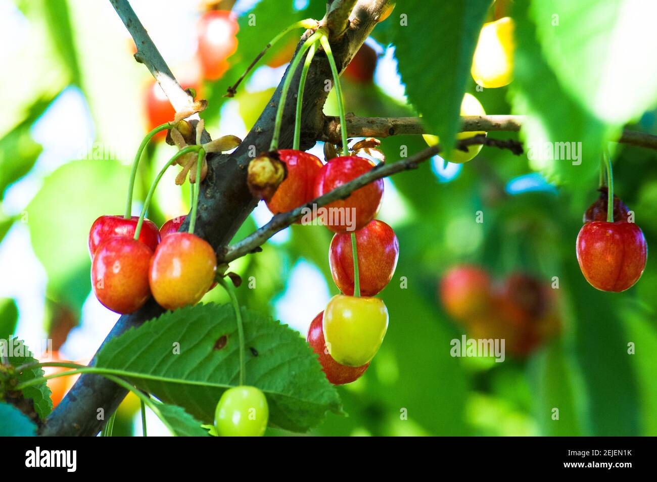 Cluster of ripe cherries on cherry tree Stock Photo - Alamy