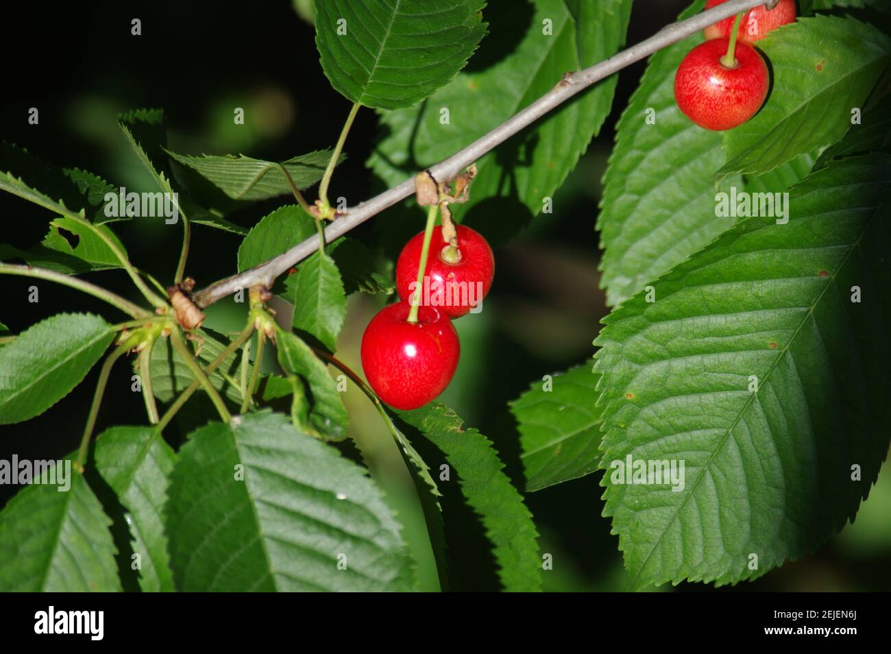 Cluster of ripe cherries on cherry tree Stock Photo - Alamy