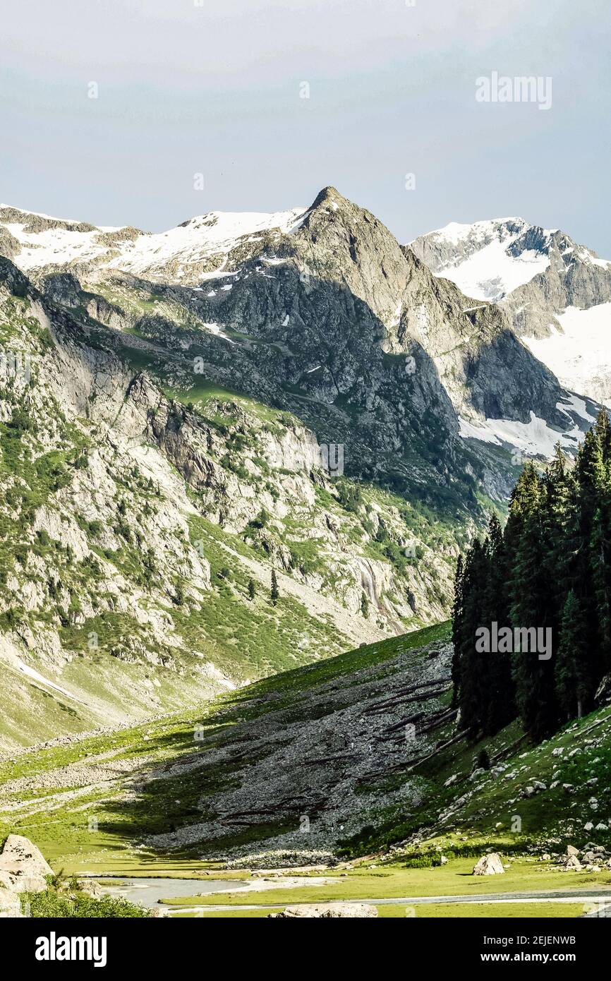 Beautiful scenery of the tall trees in the Kumrat Valley in Pakistan ...