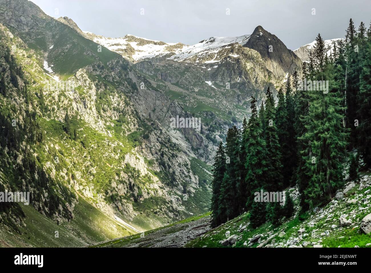 Beautiful scenery of the tall trees in the Kumrat Valley in Pakistan ...