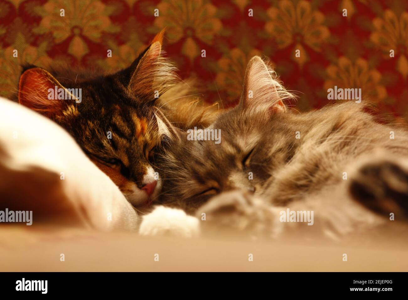 Two Cats Sleeping on a Chair Stock Photo - Alamy