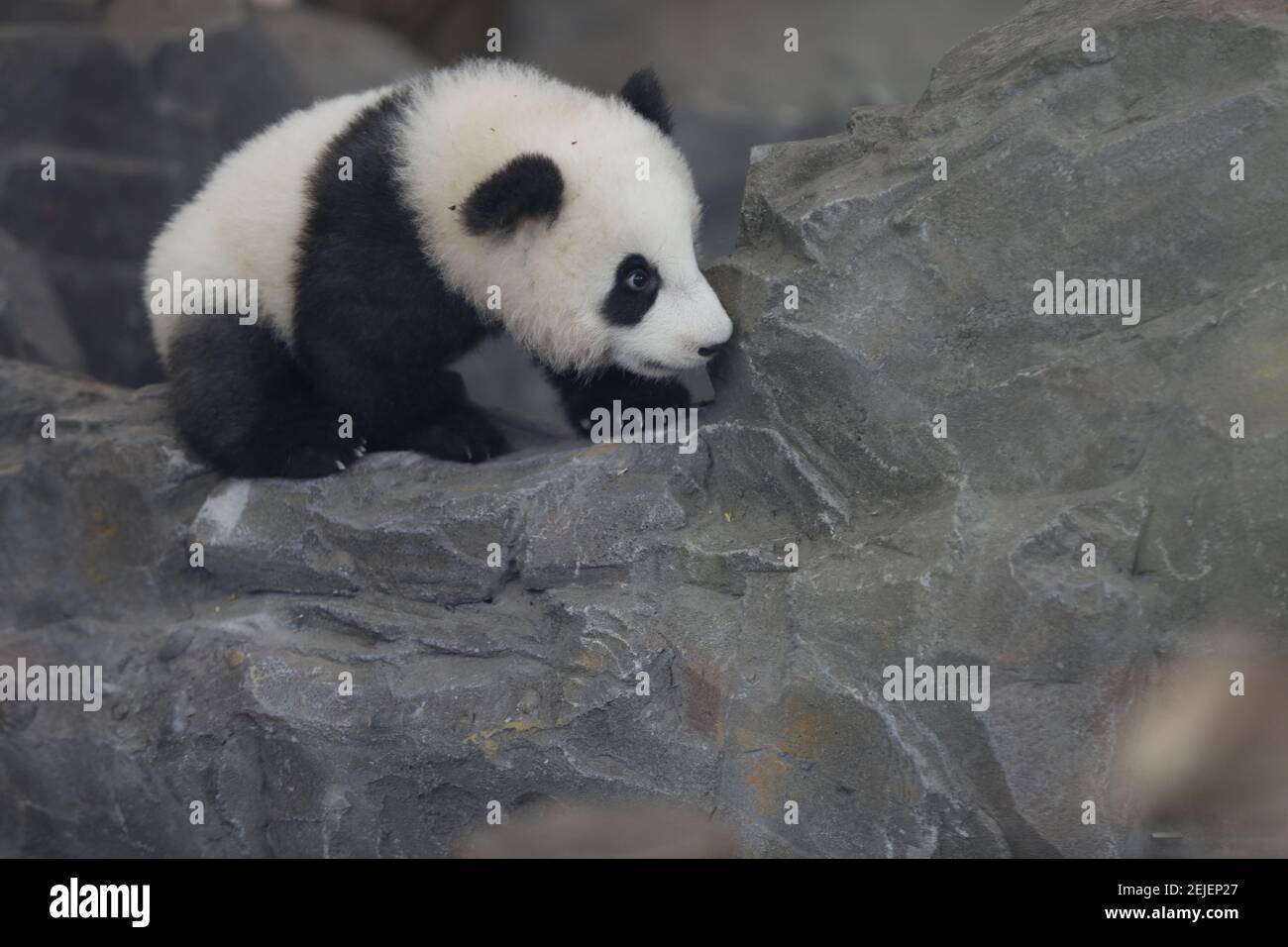 Berlin: The photo shows the panda twins behind a glass pane on their ...