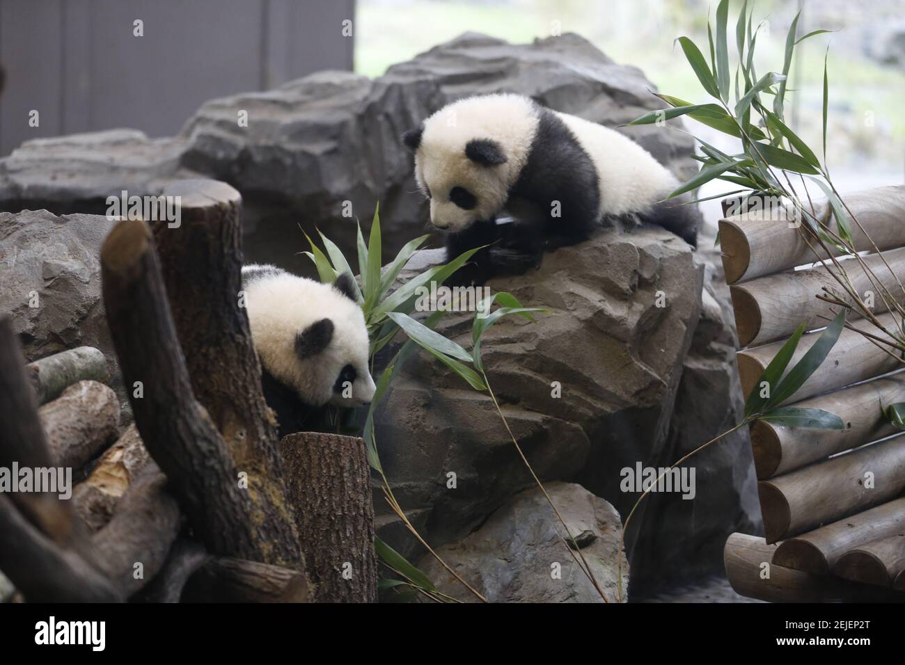 Berlin: The photo shows the panda twins behind a glass pane on their ...