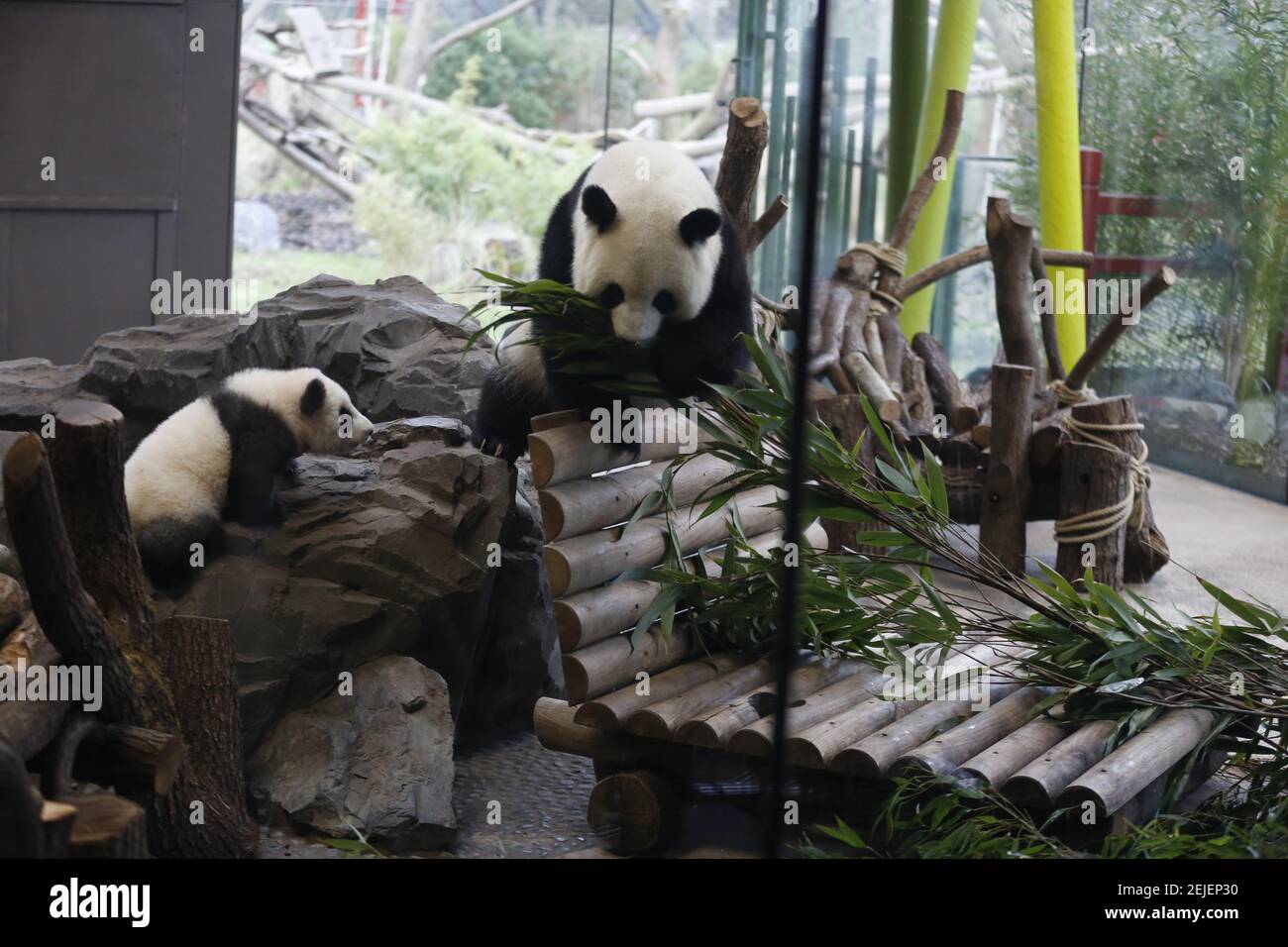 Berlin: The photo shows the panda twins and Panda-Mother Meng Meng ...