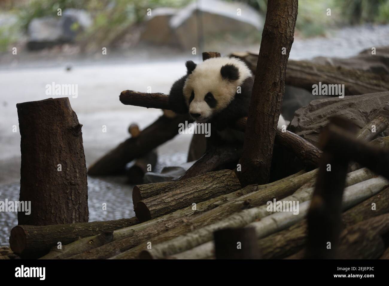 Berlin: The photo shows the panda twins behind a glass pane on their ...