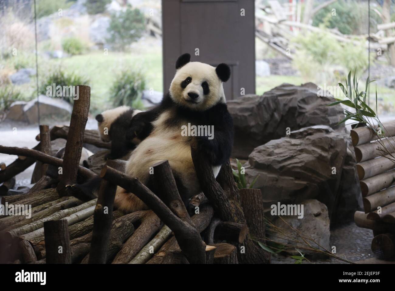 Berlin: The photo shows the panda twins behind a glass pane on their ...