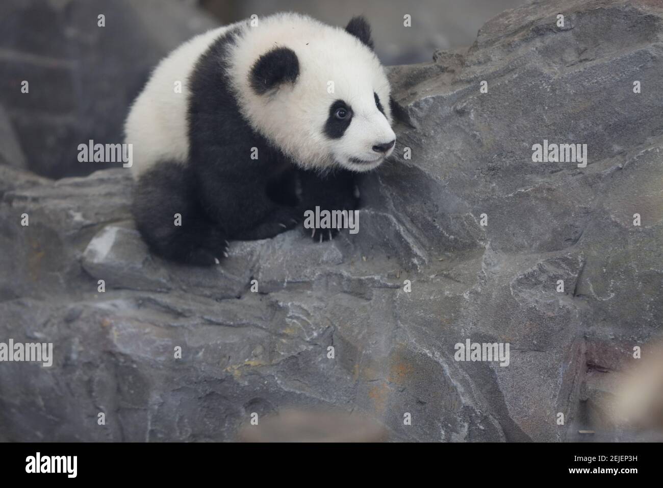Berlin: The photo shows the panda twins behind a glass pane on their ...