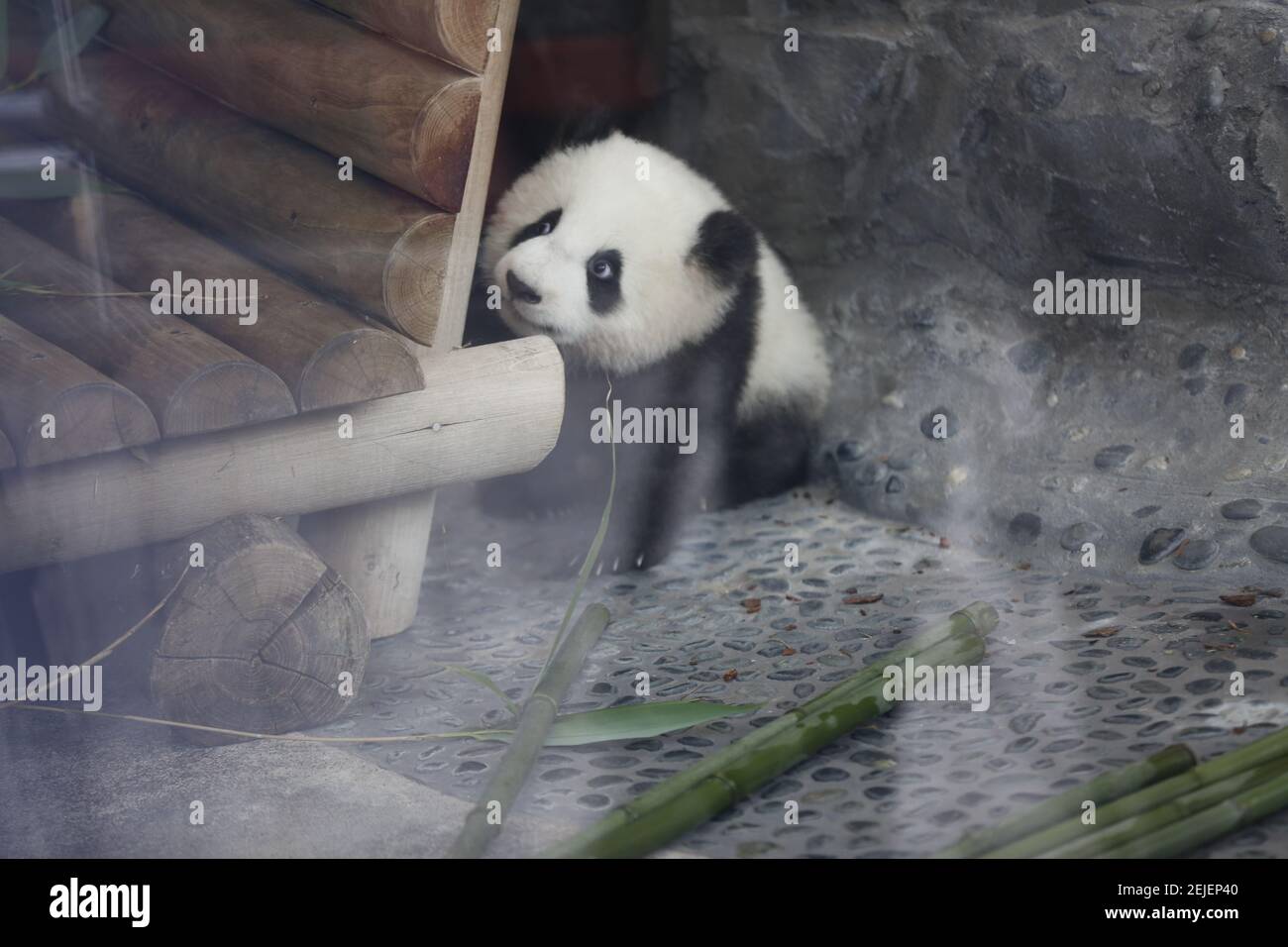 Berlin: The photo shows the panda twins behind a glass pane on their ...