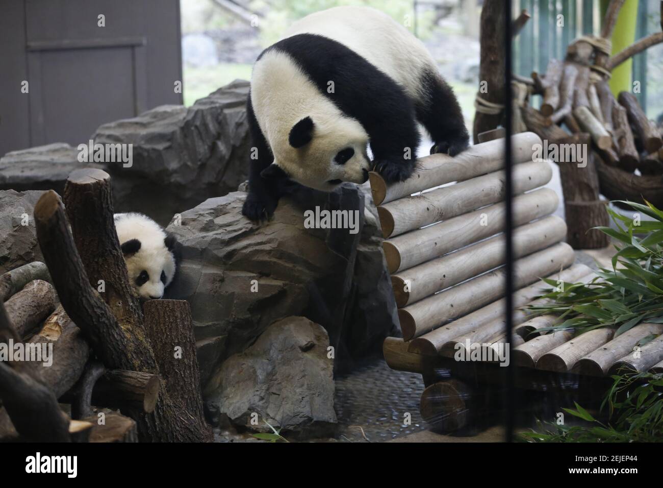 Berlin: The photo shows the panda twins and Panda-Mother Meng Meng ...