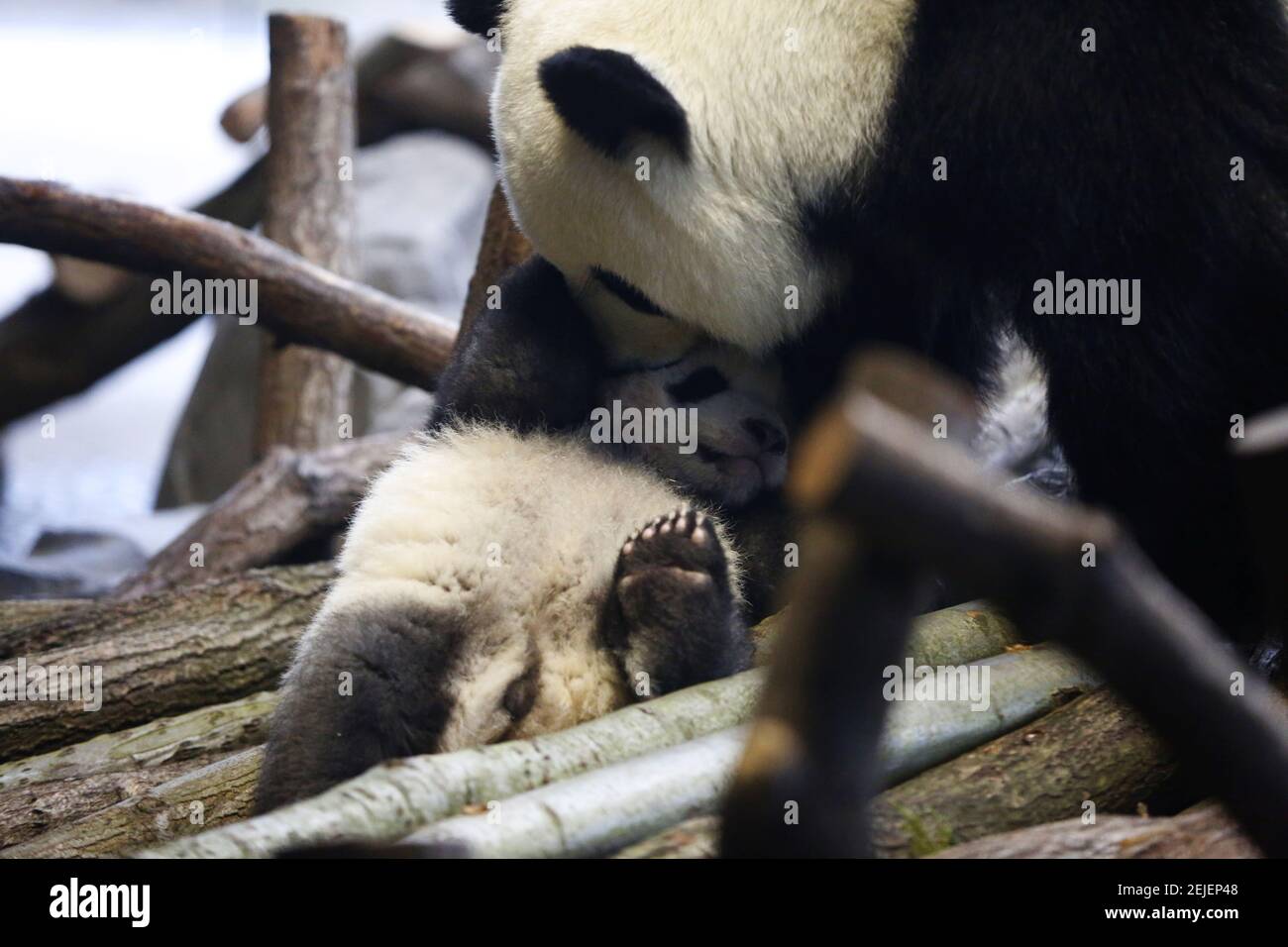 Berlin: The photo shows the panda twins and Panda-Mother Meng Meng ...