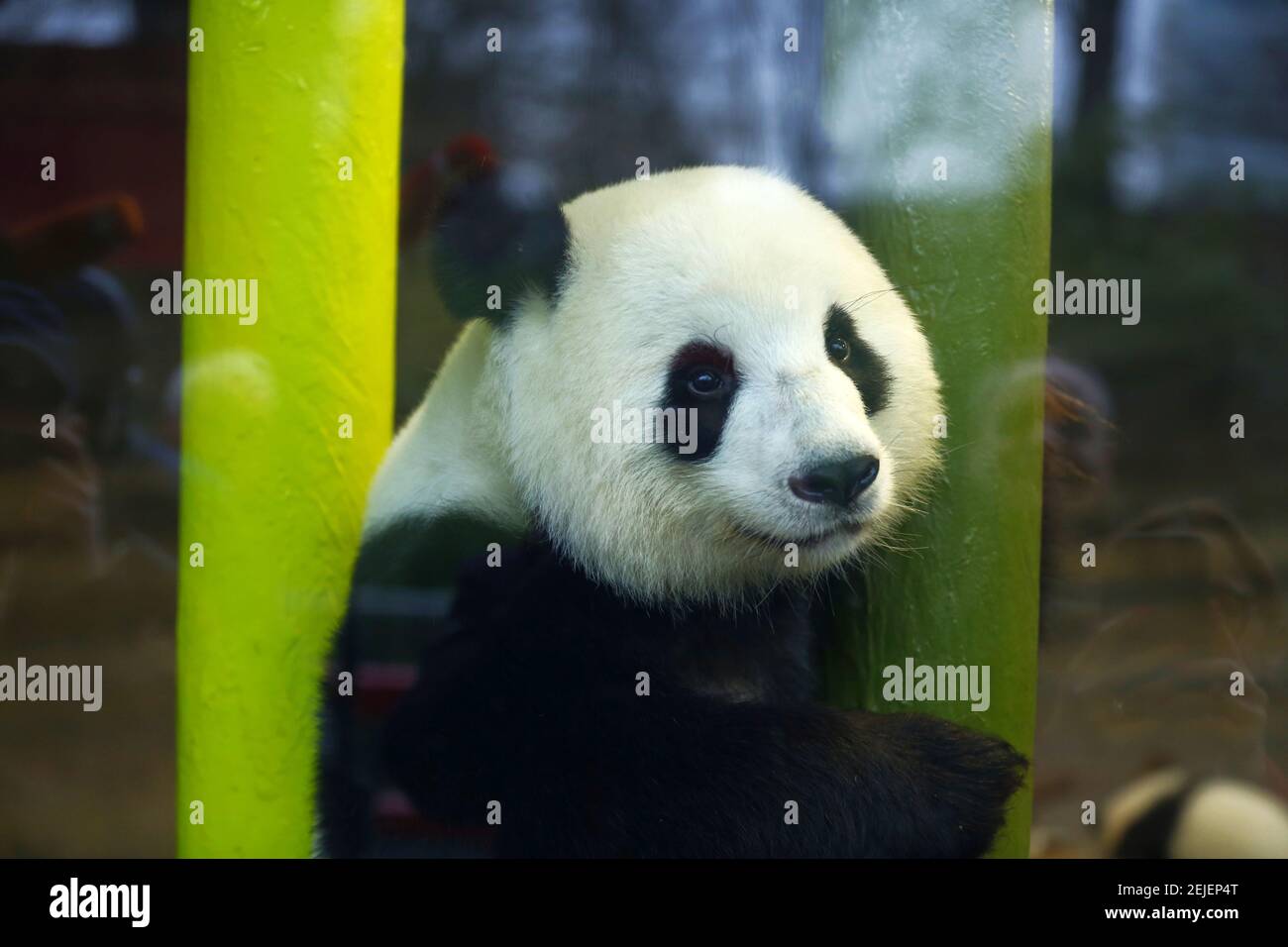 Berlin: The photo shows the panda-Mother Meng Meng behind a glass pane ...