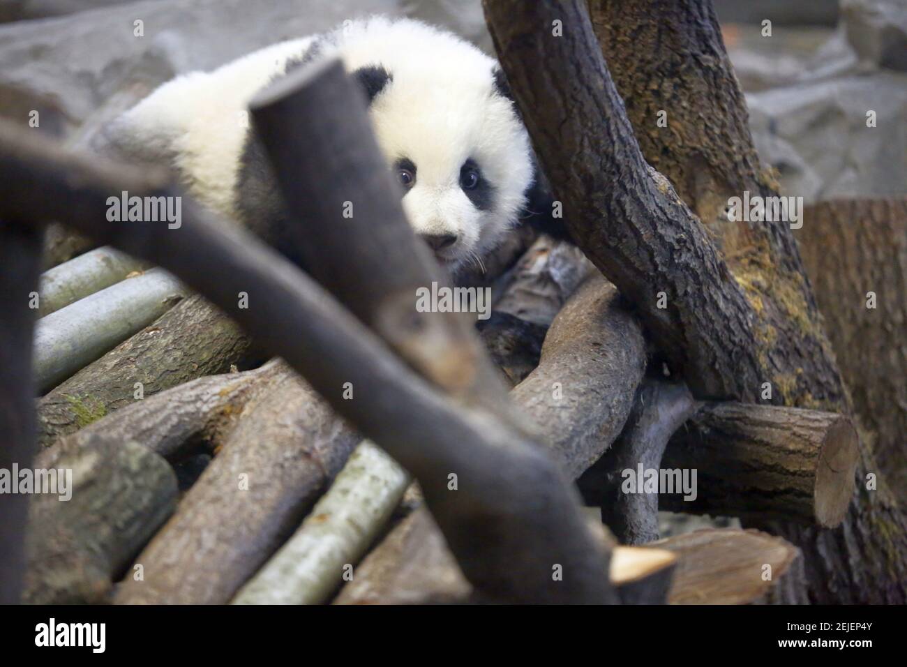 Berlin: The photo shows the panda twins behind a glass pane on their ...