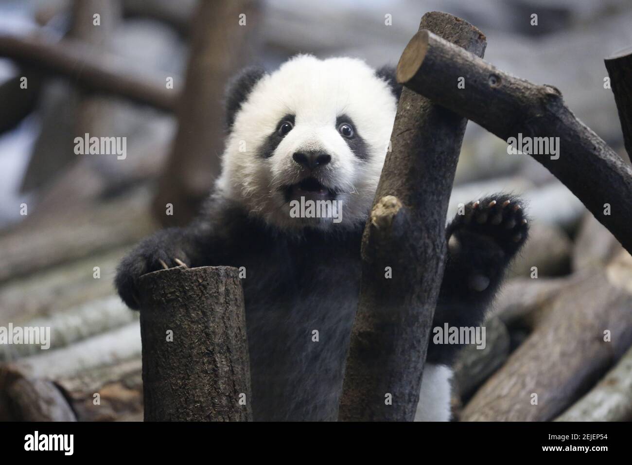 Berlin: The photo shows the panda twins behind a glass pane on their ...