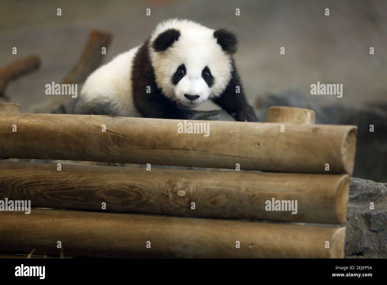 Berlin: The photo shows the panda twins behind a glass pane on their ...