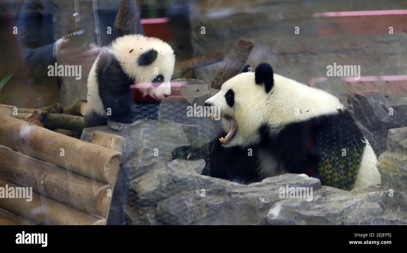 Berlin: The photo shows the panda twins and Panda-Mother Meng Meng ...