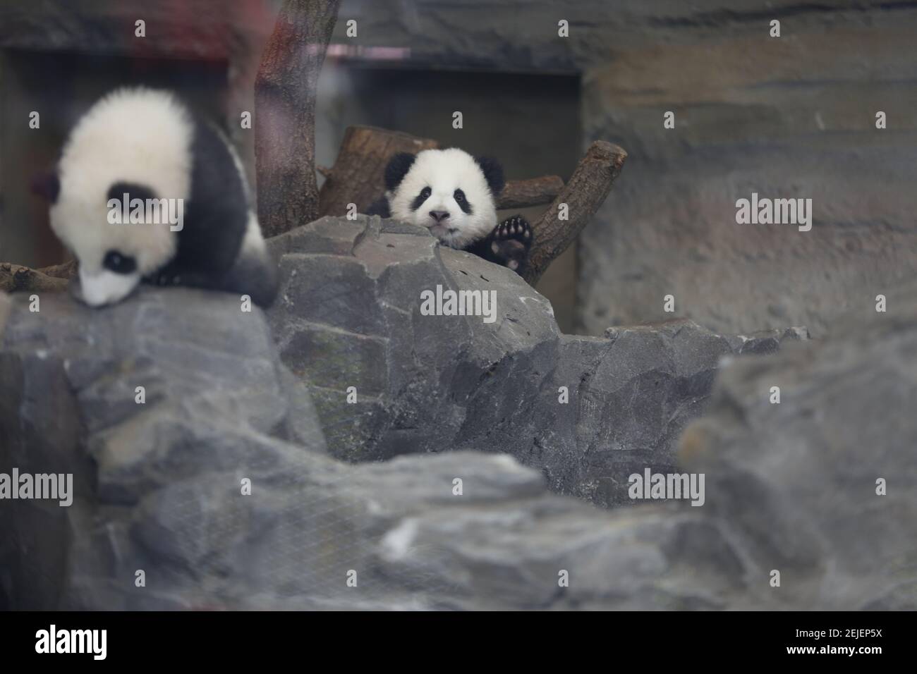 Berlin: The photo shows the panda twins behind a glass pane on their ...