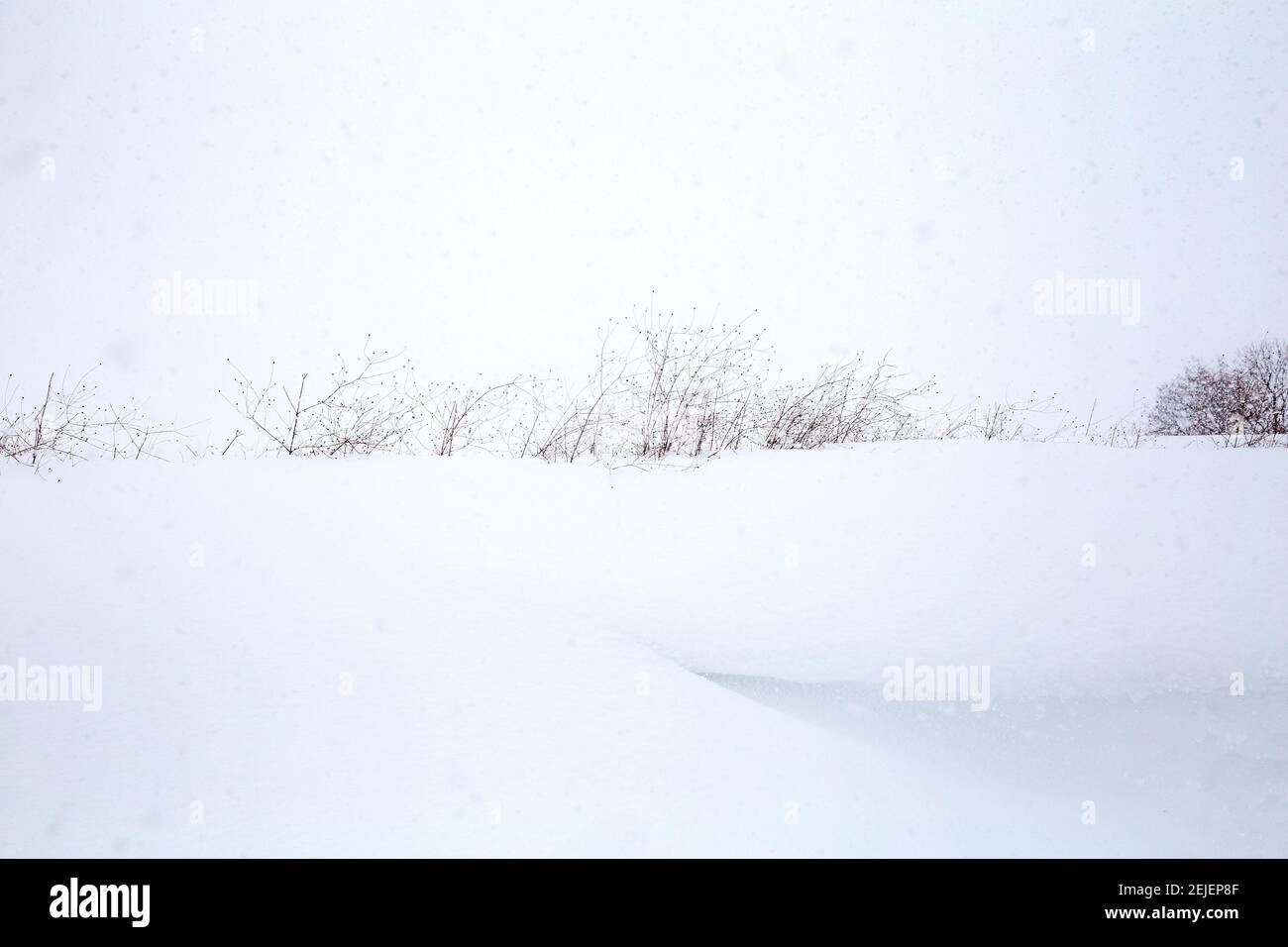 Field covered with snow, dried herbs and bushes peeking out of the snow ...