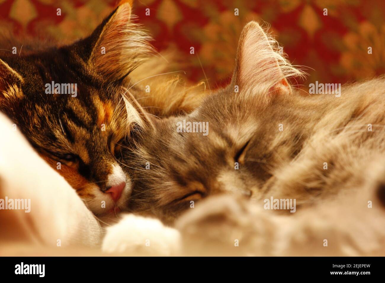 Two Cats Sleeping on a Chair Stock Photo - Alamy