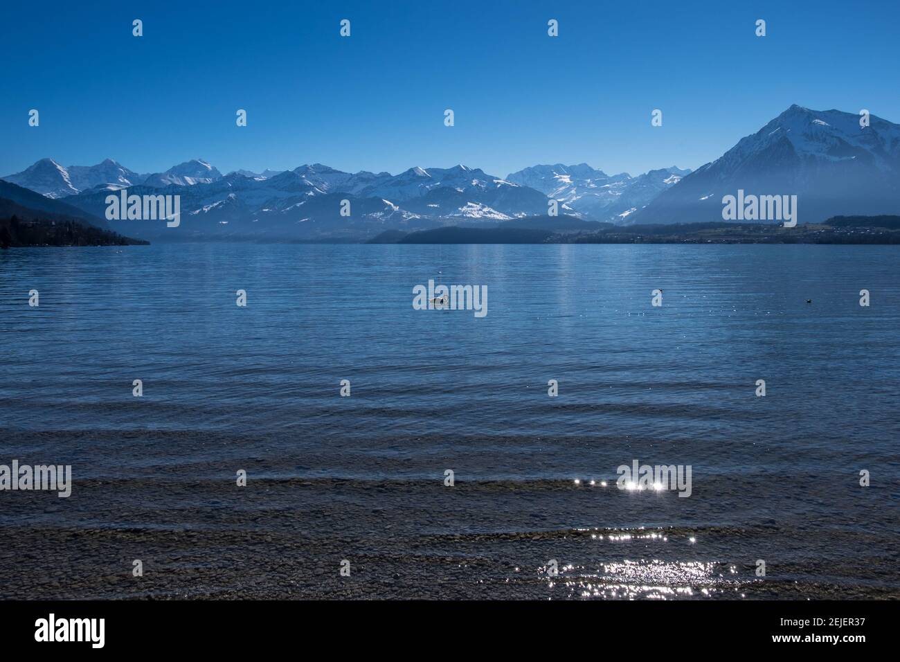 Landscape view of the the lake of Thun, with snowy alps in the ...