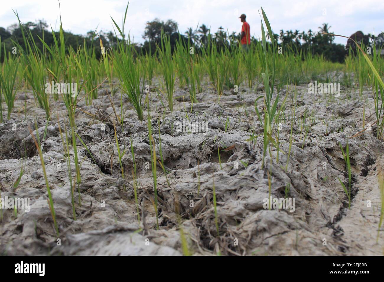 Rice fields hit by drought in North Aceh Regency. Farmers set up water ...