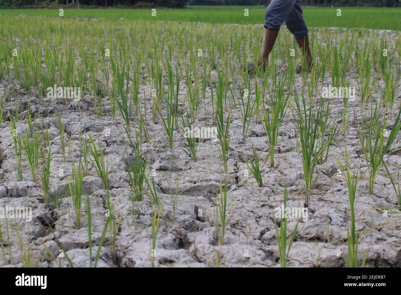 Rice fields hit by drought in North Aceh Regency. Farmers set up water ...