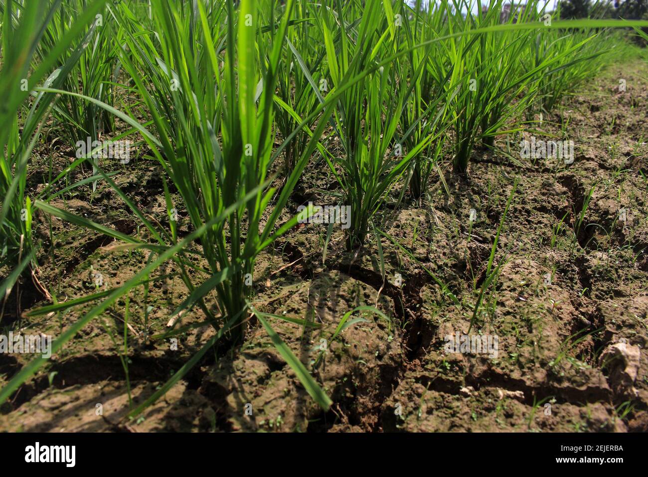 Rice fields hit by drought in North Aceh Regency. Farmers set up water ...