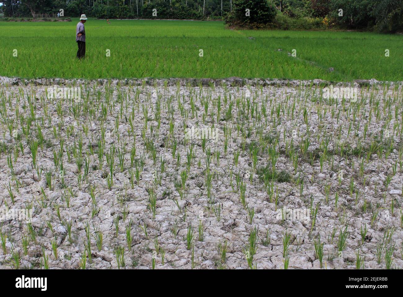 Rice fields hit by drought in North Aceh Regency. Farmers set up water ...