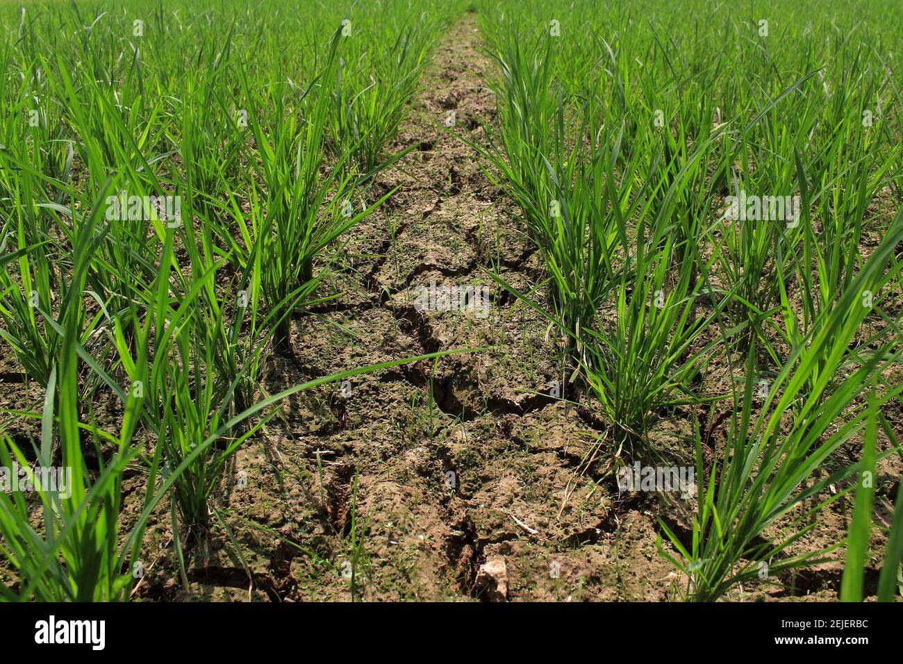 Rice fields hit by drought in North Aceh Regency. Farmers set up water ...