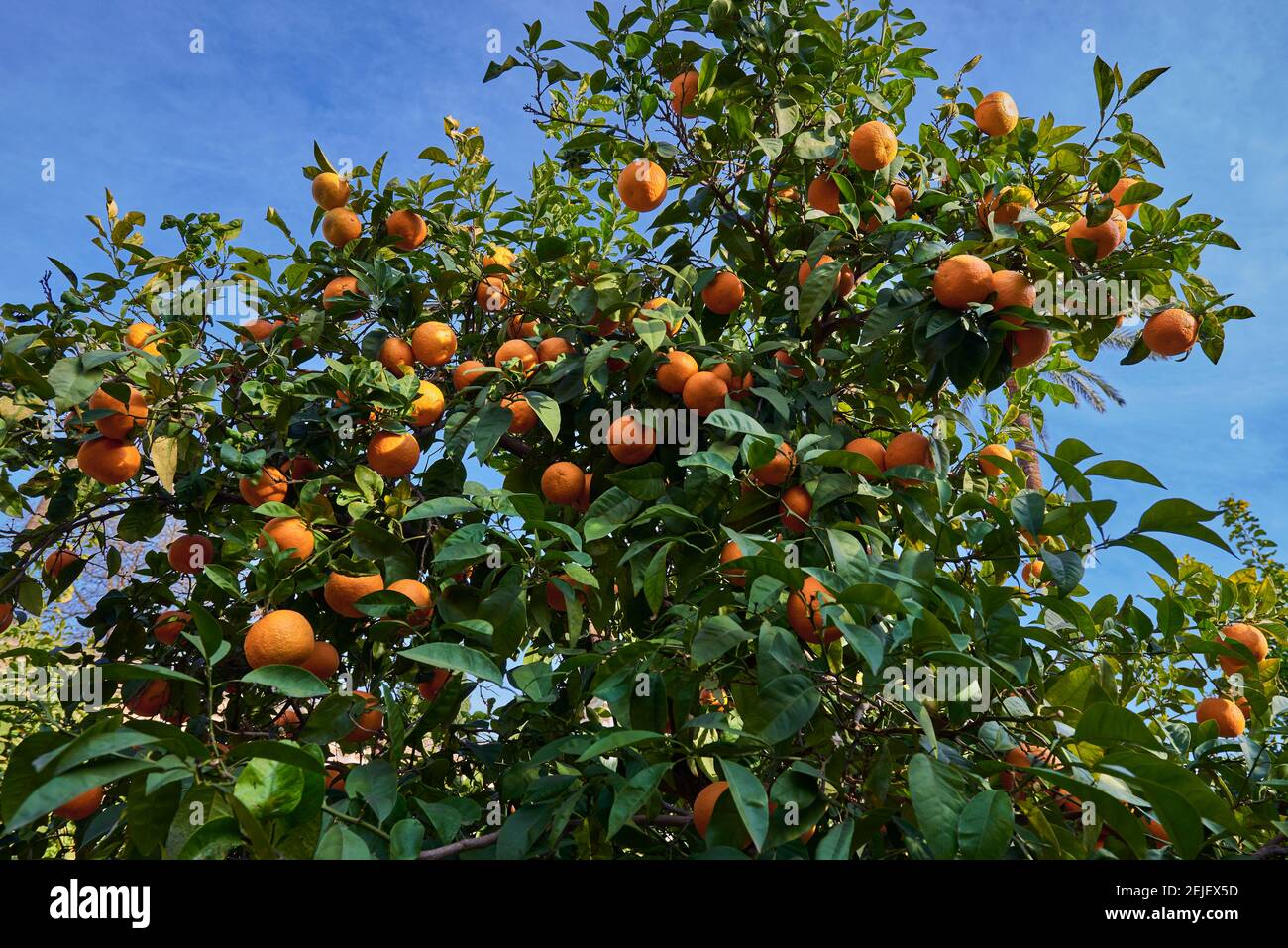 Detail of the orange tree Stock Photo - Alamy