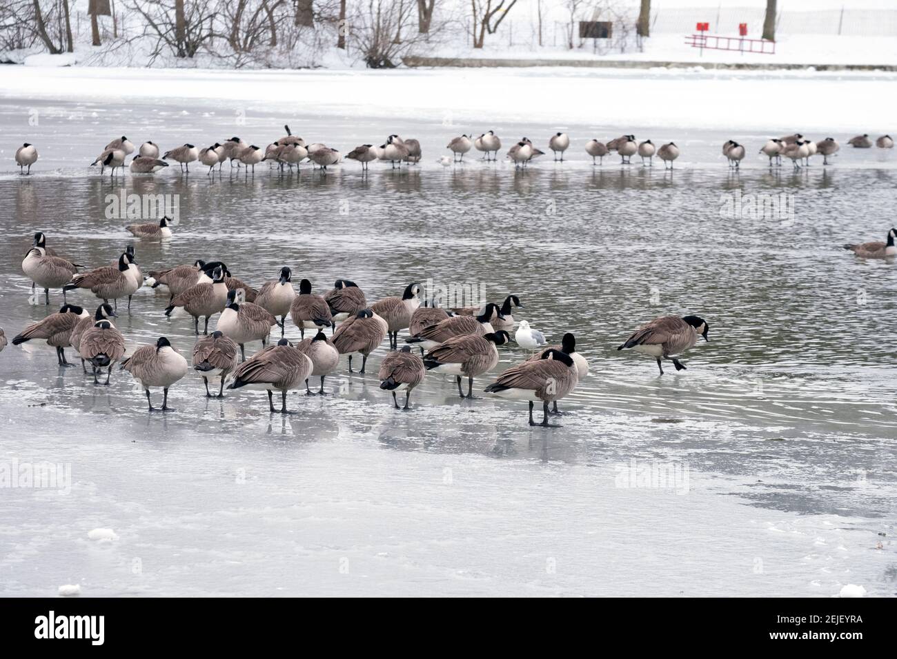Mallards in lake winter hi-res stock photography and images - Alamy