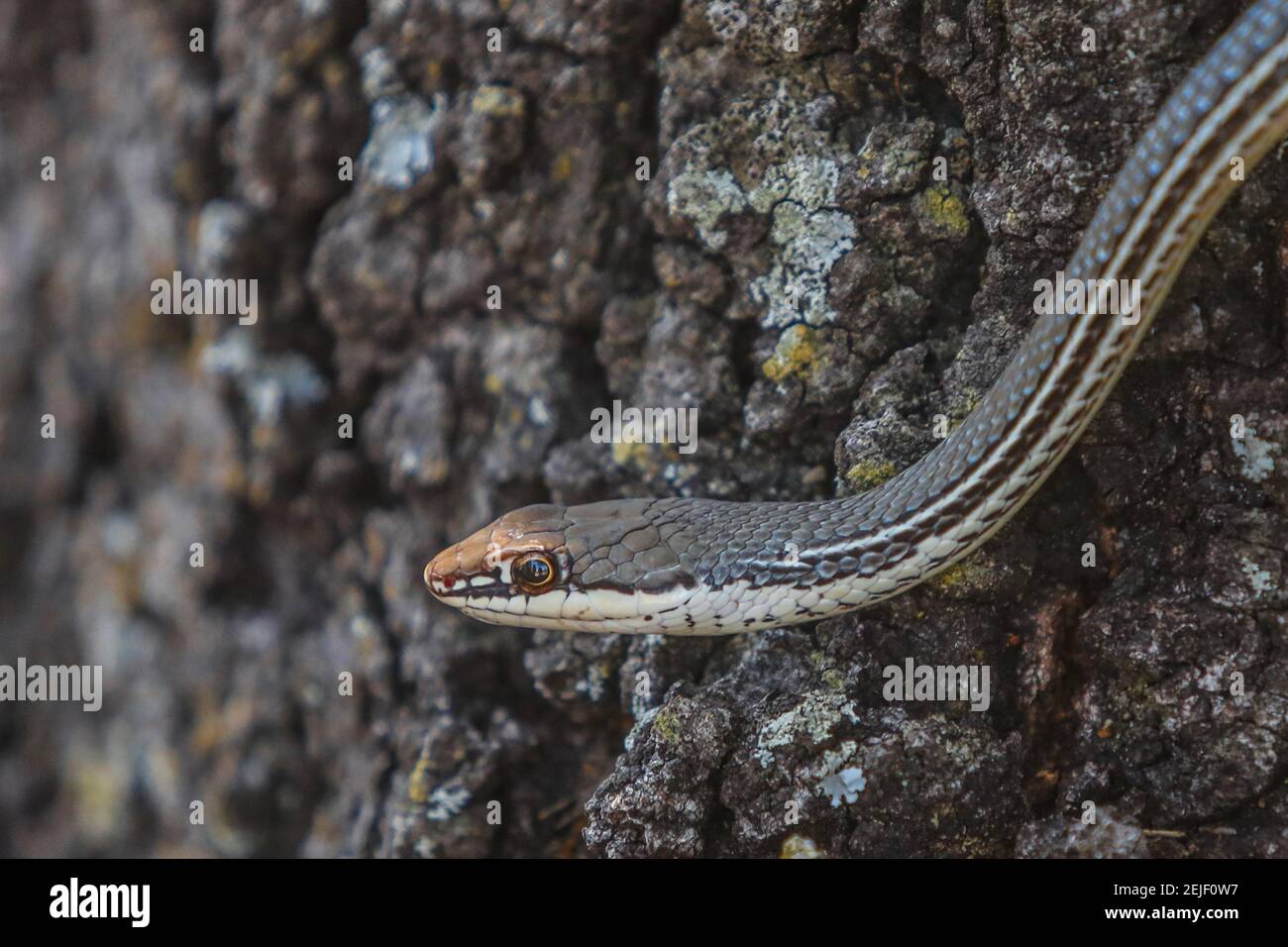 Snake, living on tree bark in the Sierra los Locos, Sonora, Mexico ...