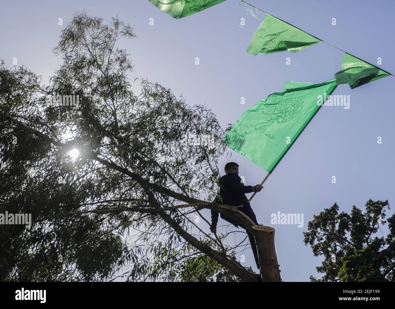A Palestinian demonstrator climbs a tree while holding a Hamas flag ...