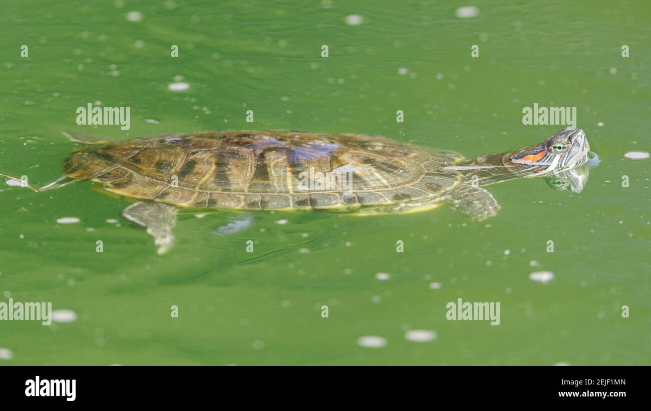 Turtle swimming to camera hi-res stock photography and images - Alamy