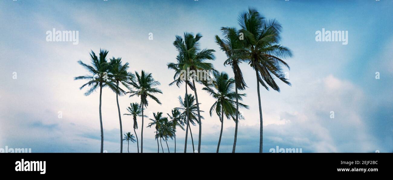 Low angle view of palm trees, Santa Maria Del Mar Beach, Havana, Cuba ...