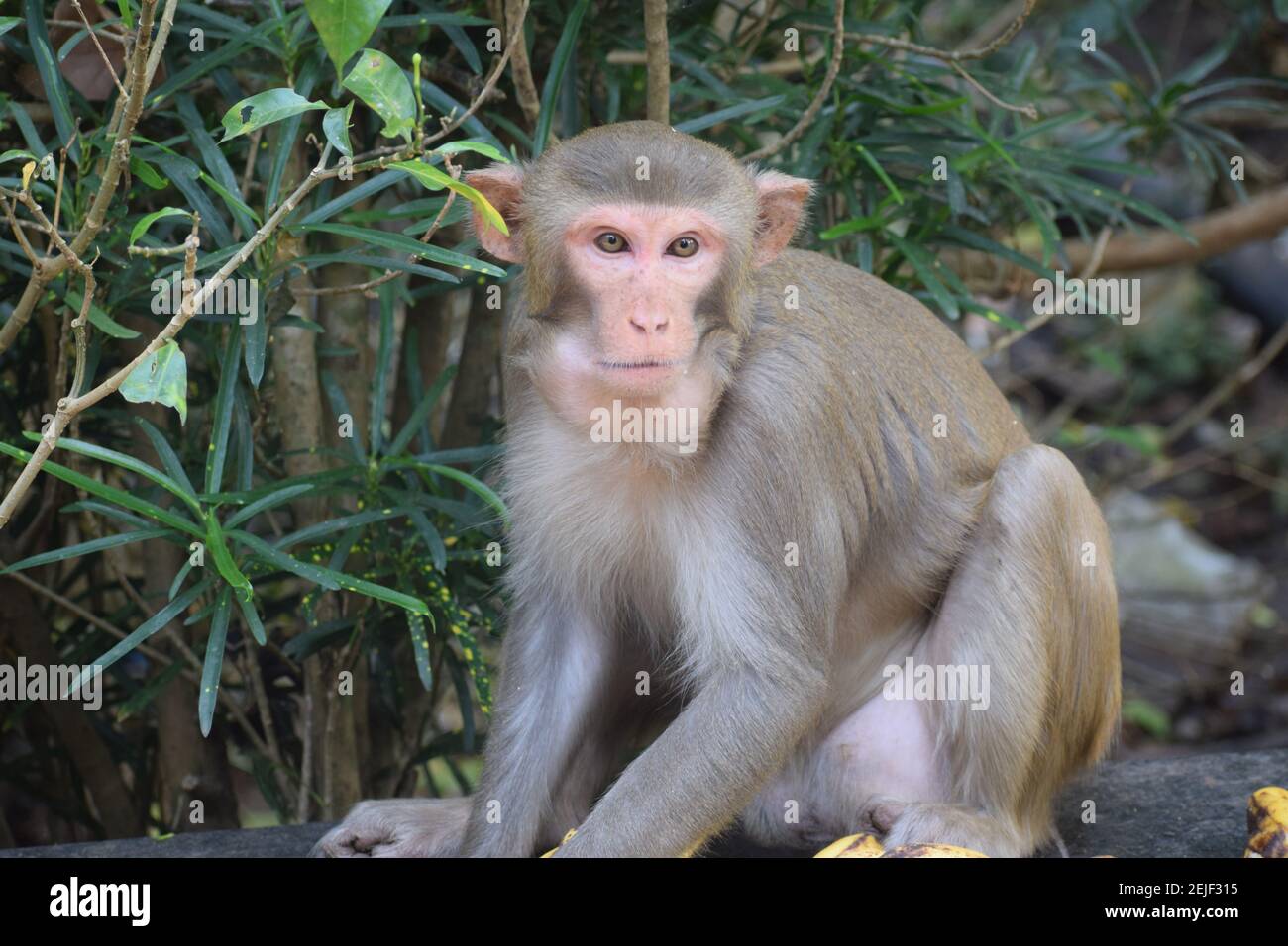 asian macaque monkey in indian rain forest wildlife photography Stock Photo - Alamy